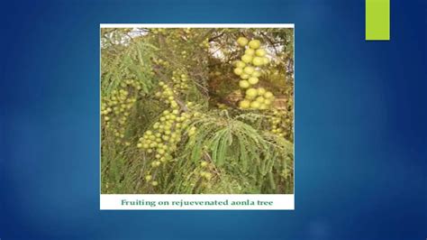 Cultivation Of Aonla Pptx