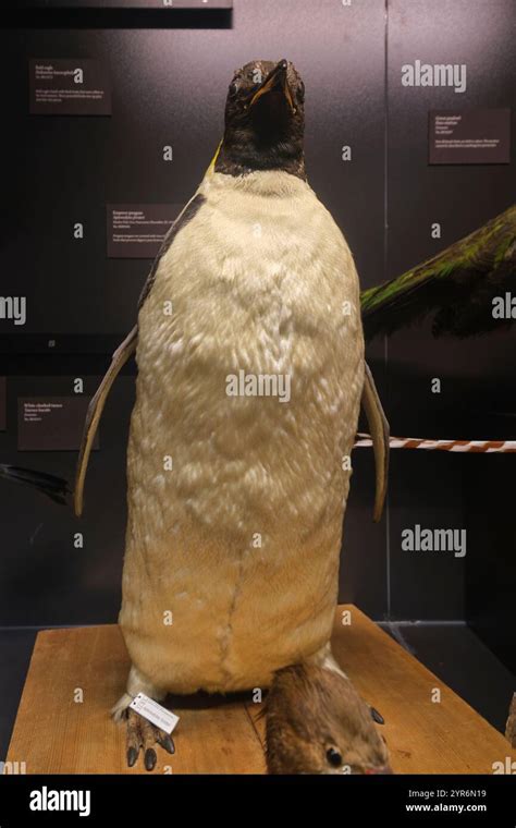 A Dead Stuffed Preserved Taxidermy Of An Emperor Penguin At The