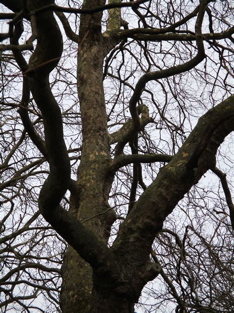 Lumiere Charity Photograph Gallery Tangled Limbs