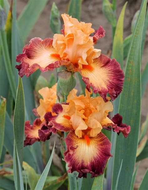 Photo Of The Bloom Of Border Bearded Iris Iris Border Skirmish Artofit