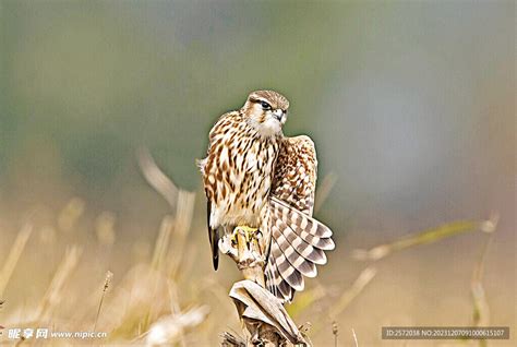 灰背隼图摄影图鸟类生物世界摄影图库昵图网