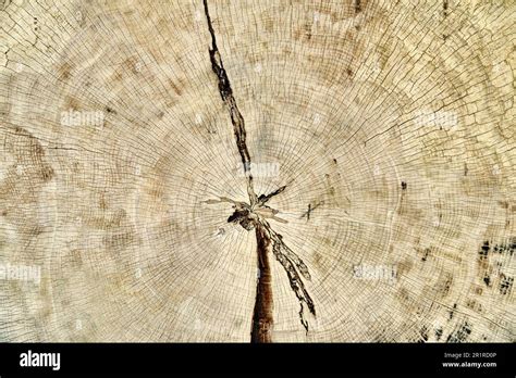 Cross Section Of A Tree Trunk The Annual Rings Are Easy To See Stock