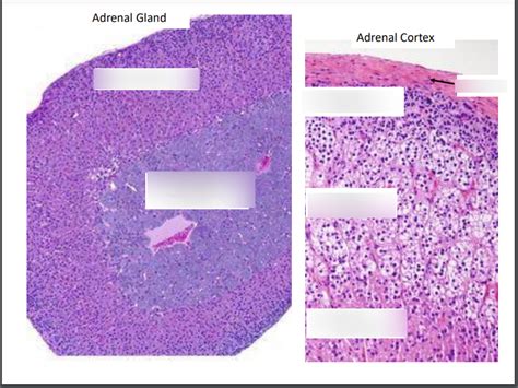 Histology Of Adrenal Gland And Adrenal Cortex Diagram Quizlet