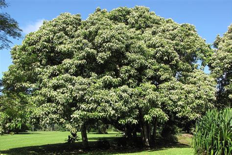 Hawaii State Tree Kukui Aleurites Moluccanus The 50 United States