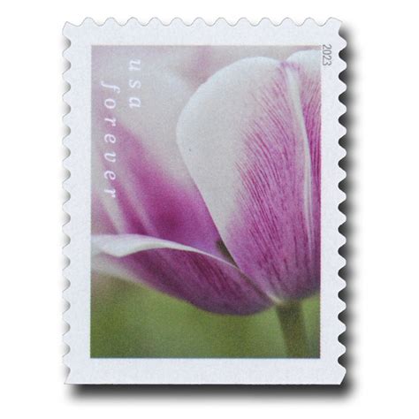 2023 First Class Forever Stamp Tulip Blossoms White Tulip With