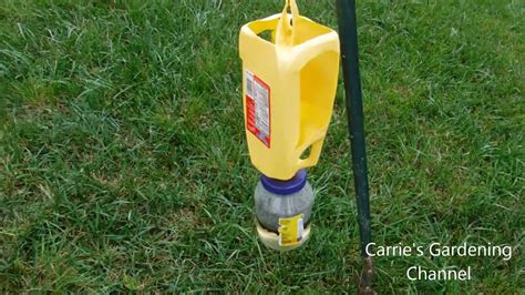 Homemade Japanese Beetle Traps How To Make A Cucumber Beetle Trap