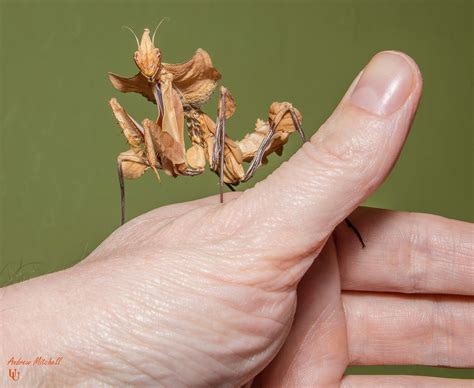 Devils Flower Praying Mantis