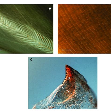 Microstructure Of Beaks Showing Growth Increments In Cephalopod Beaks Download Scientific