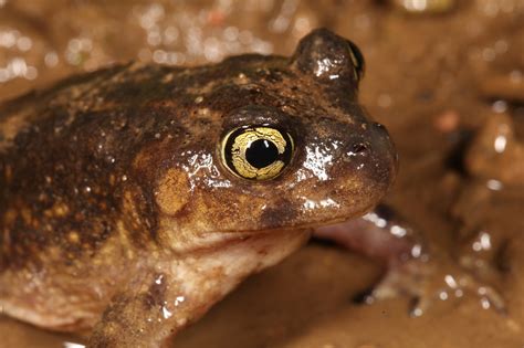 Ohio Birds And Biodiversity Eastern Spadefoot Toad Finally