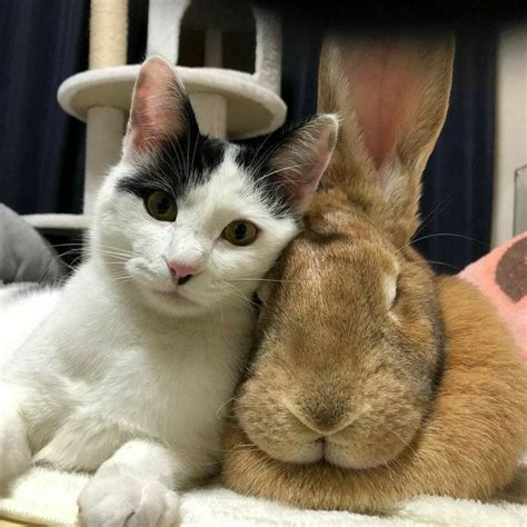 Cute Cat And Rabbit Cuddling Бурый медведь Кролик Коты