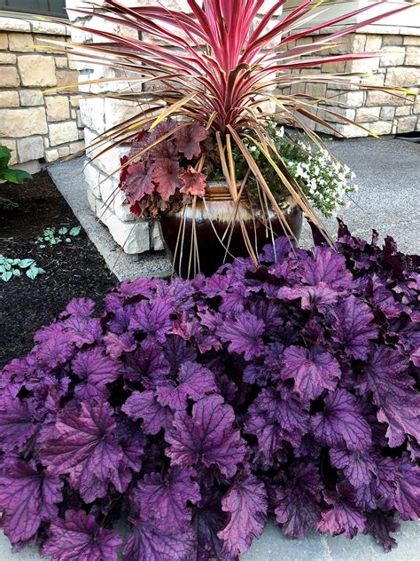 Heuchera Forever® Purple Romence Gardens And Greenhouses