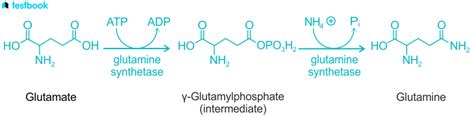 Glutamine Learn Definition Structure Function Uses And Effects
