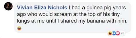 Cat Obsessed With Bananas Is Going Viral For How Inappropriate His Pics Look Bored Panda