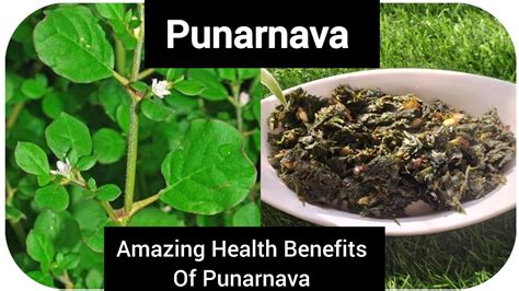 Punarnava Sag Kaise Banate Haipunarnava Sag Ke Adbhut Fayde Amazing