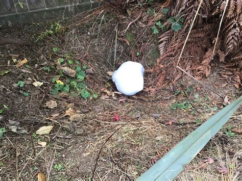 Fake A Giant Moa Discovery