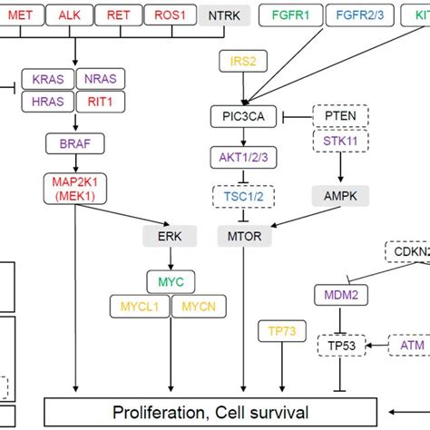 Of Genetic Mutations In Lung Adenocarcinoma Squamous Cell Carcinoma