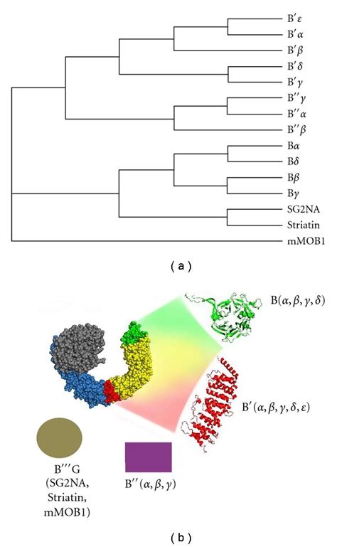 Diversity Of The B Regulatory Subunits And The Structure Of The Pp2a
