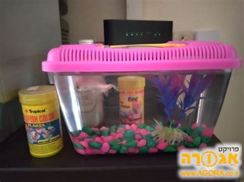 תמונה של דג זהב באקווריום למסירה בחינם מודעה 2830942