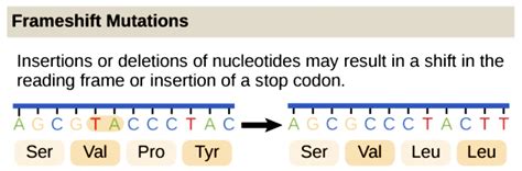 Frameshift Mutatie Types Of Mutations