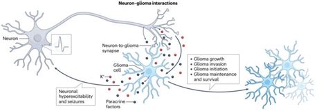 Nat Rev Neurosci重要综述：神经元 少突胶质细胞在健康和恶性疾病状态下的交互机制生物学与医学突触胶质瘤可塑性肿瘤新浪新闻