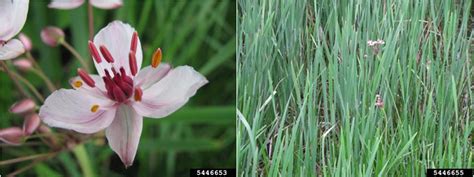 Flowering Rush Control Using Bubble Curtains Bubble Tubing