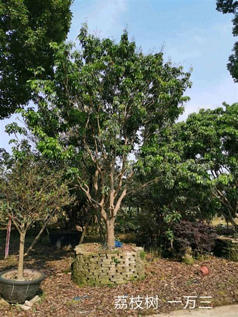 荔枝树 2 花瓣网