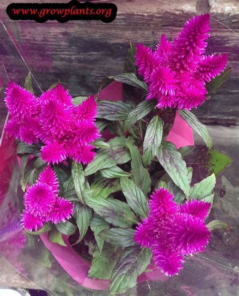 Celosia Argentea Flower Seedlings Flower Farm Beautiful Flowers