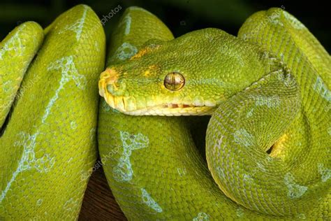 Green Tree Python Hanging For A Tree Stock Photo Asbjhb
