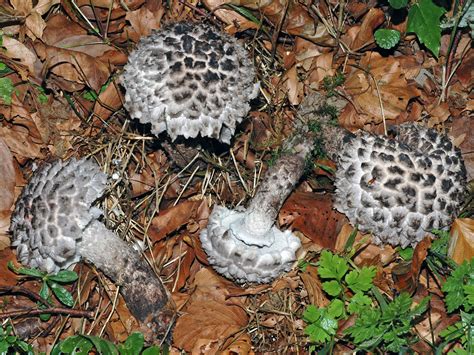 Світ грибів України Strobilomyces Strobilaceus