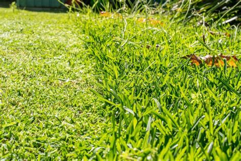 Grass Cut With Lawn Mower Half Of The Grass Trimmed And Half Is Still