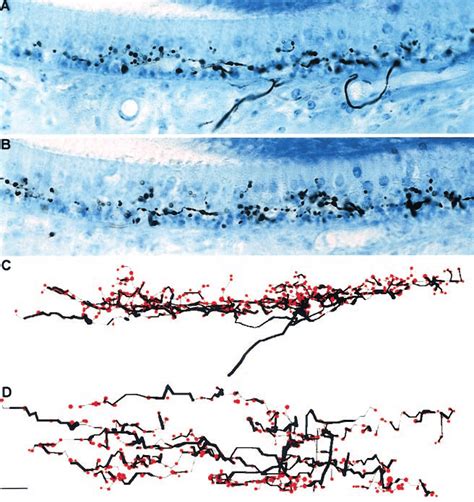 Efferent Fiber Photographs A And B And Reconstructions C And D A