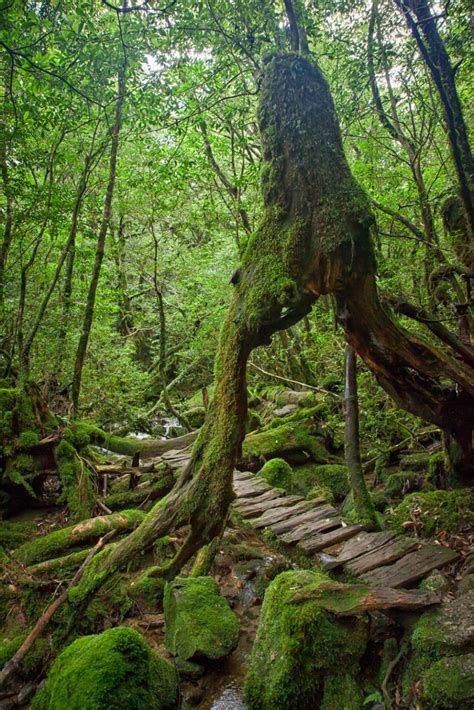 Yakushima Island Yakushima Kagoshima Japan Travel