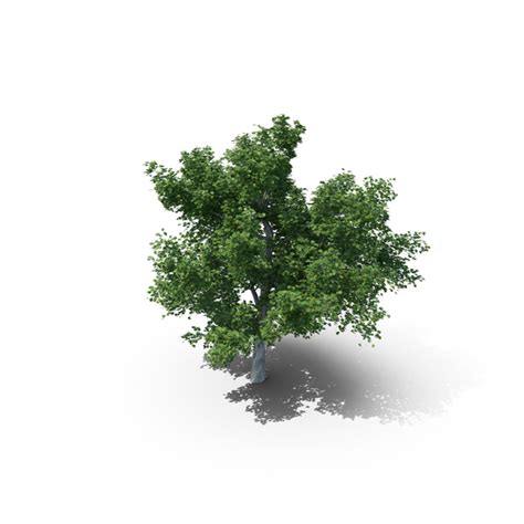 Tree Png Images And Psds For Download Pixelsquid S11215338c