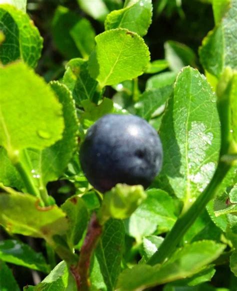 Vaccinium Myrtillus Bilberry The Seed Vine