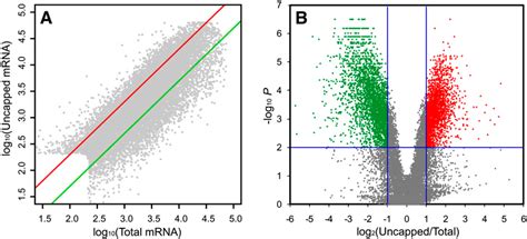 Figure 1 From Transcriptome Wide Analysis Of Uncapped Mrnas In