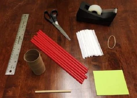 Plant Structure Xylem And Phloem