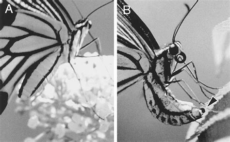 Genital Photoreceptors Have Crucial Role In Oviposition In Japanese