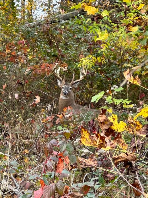 Guided Whitetail Deer Hunts First Class Trophy Ranch