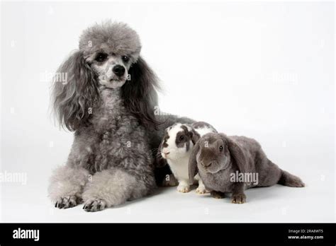 Small Poodle Silver And Rex Dwarf Ram Lilac White And Lilac 14