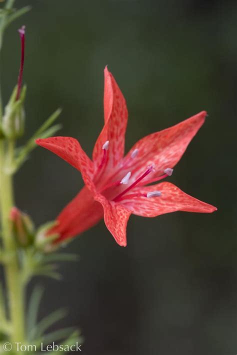 Ipomopsis Rubra