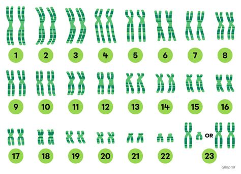 Genetic Diseases Advanced Concept Secondaire Alloprof