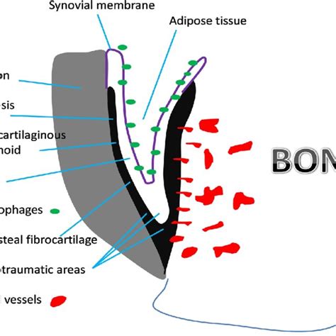 Enthesis Organ From An Anatomical Point Of View There Is Not A Real