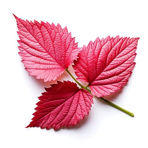 Premium Ai Image Isolated Of Red Raspberry Leaf Herb Type Rubus