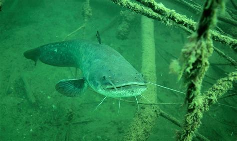Wels Waller Angeln Silurus Glanis Alle Infos Zum Fisch