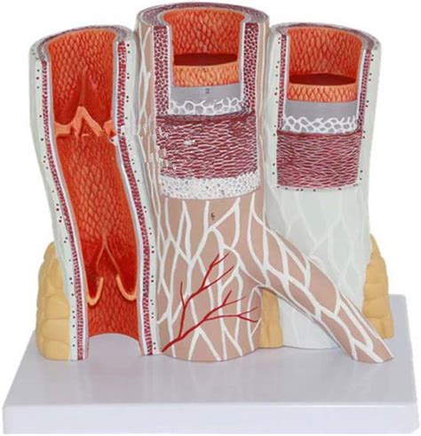 Teaching Modelarteriovenous Modelthe Model Of The Blood