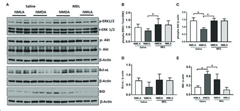Mdl Treatment Upregulated Survival Signaling In Nmda Retina A