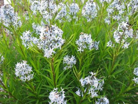 Amsonia Hubrichtii De Tuinen Van Appeltern