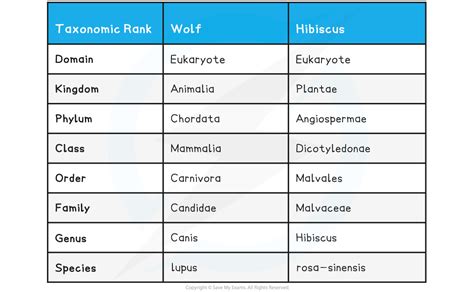 Levels Of Classification Of A Wolf At Sienna Kraegen Blog