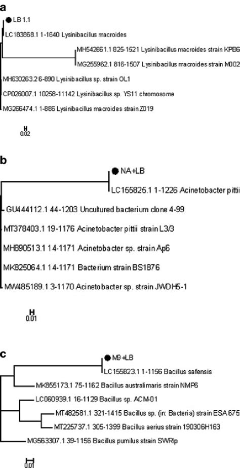 A Phylogenetic Tree Of L Macroides Lb 11 B Phylogenetic Tree Of
