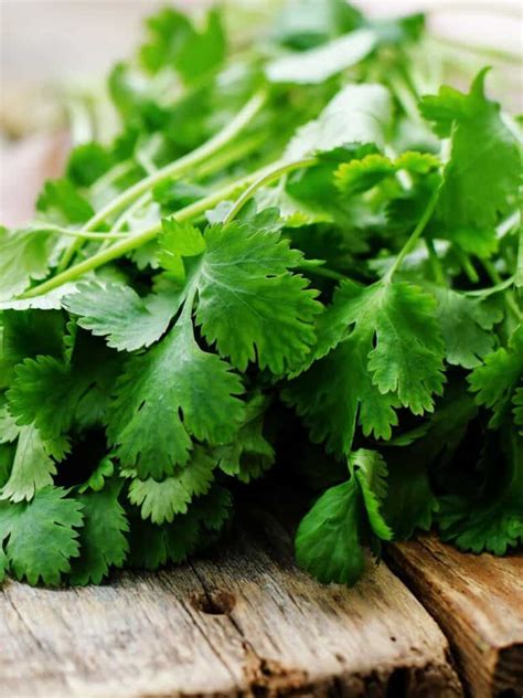 Spice Up Your Life The Versatile Benefits Of Coriander